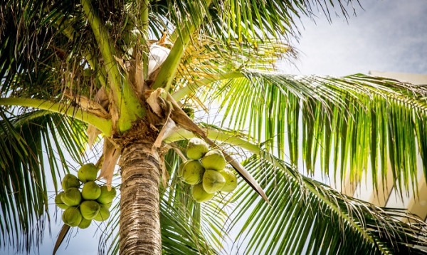 নারিকেল গাছ থেকে পড়ে হাফেজের মৃত্যু